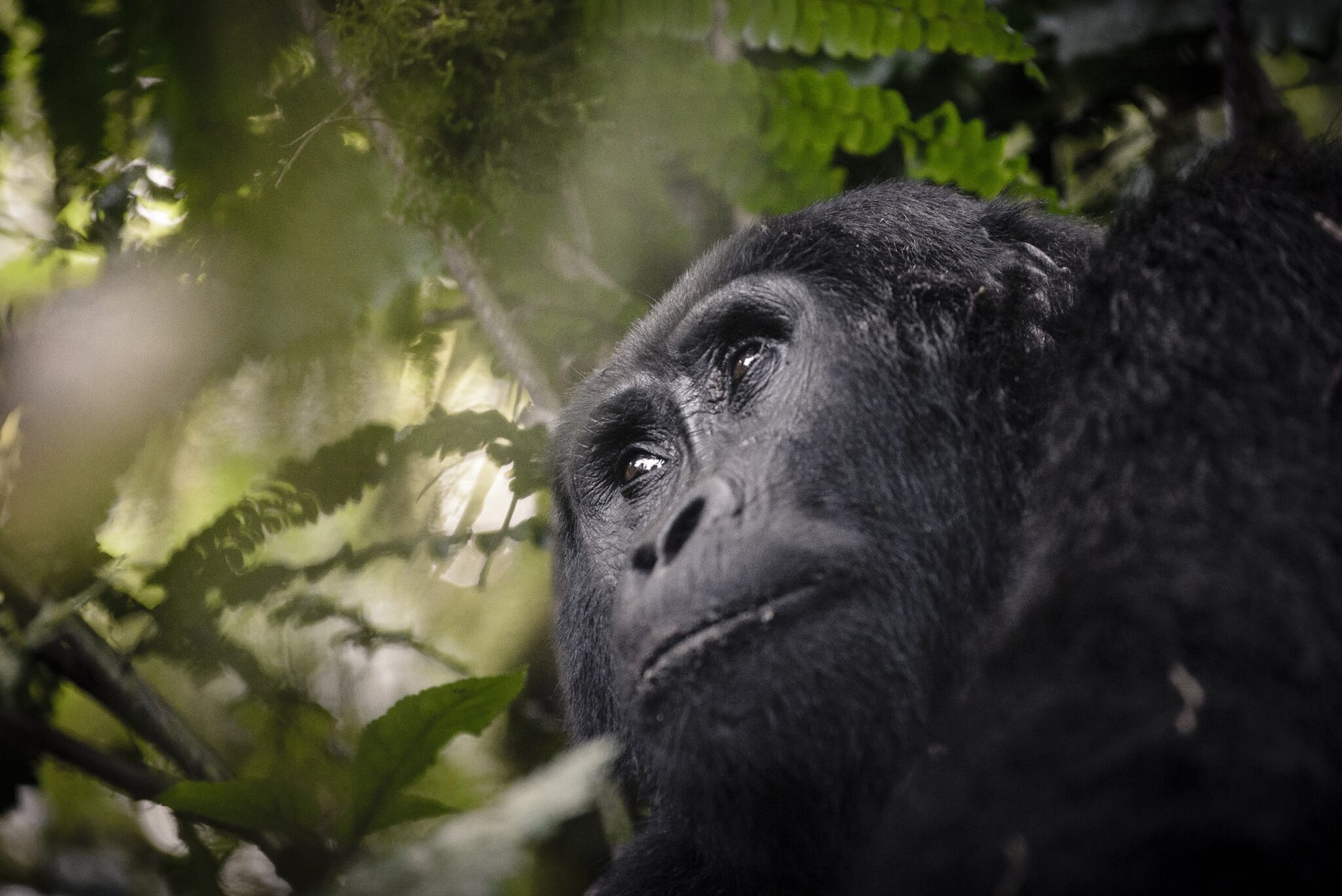 Gorilla Forest Camp - Safari & Beach